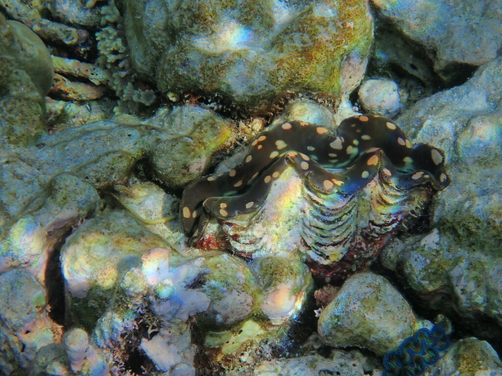 Small Giant Clam in April 2024 by Maria Shaffer-Gordon. seen at snorkel ...