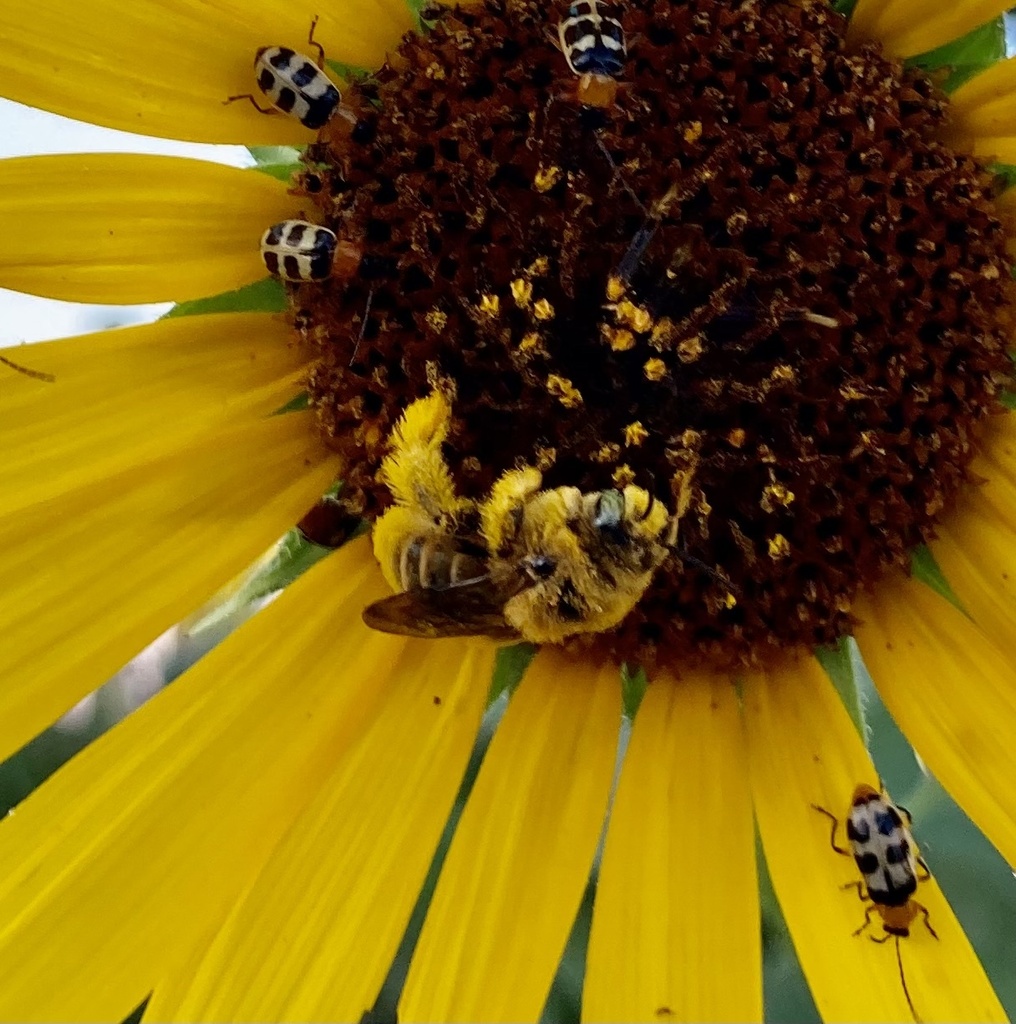 Sunflower Chimney Bee from E Jacks Ln, Pueblo, CO, US on July 12, 2024 at 07:31 PM by David ...