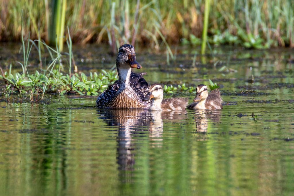 Mottled Duck from High Meadow of Indian Creek, Carrollton, TX, USA on ...