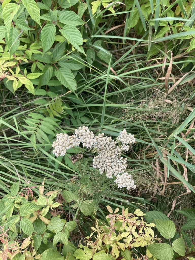 common yarrow from Quail Hollow Park, Hartville, OH, US on July 9, 2024 ...