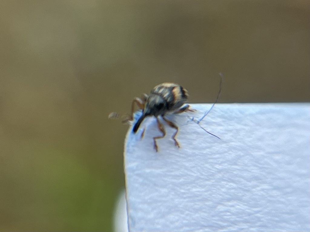 Flower Bud Weevil from Middlesex Fells Reservation, Medford, MA, US on ...