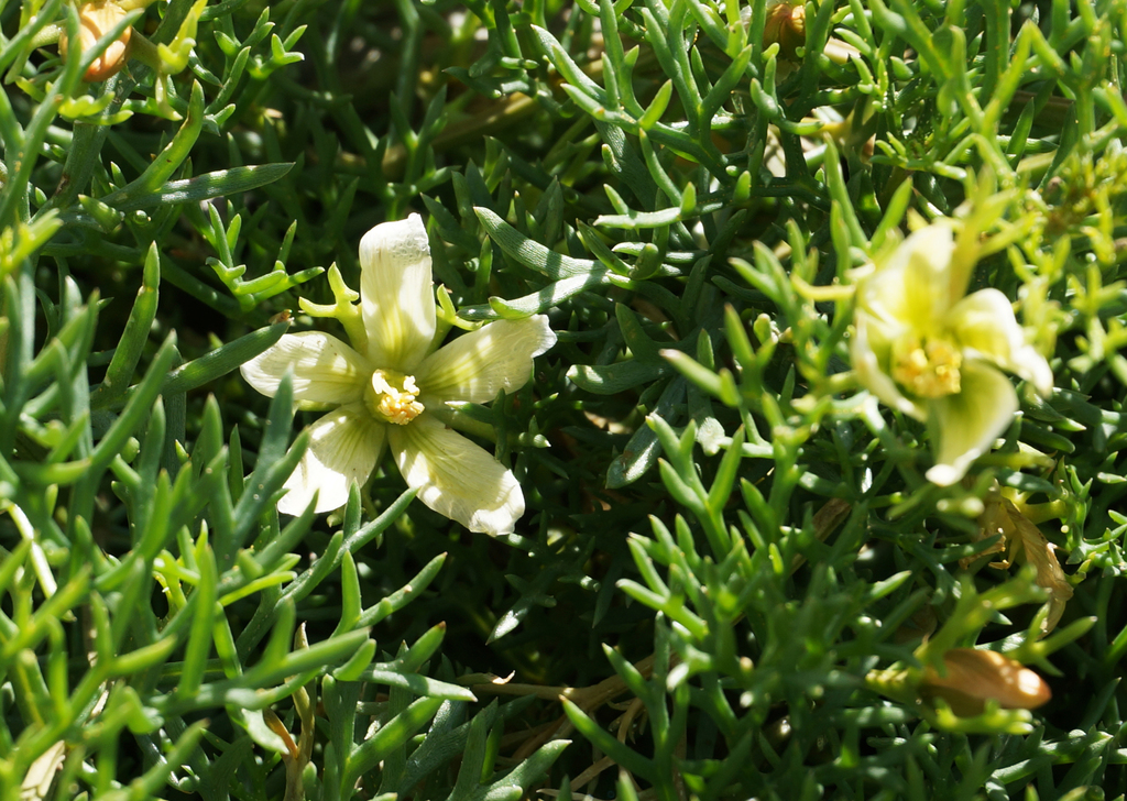 Peganum multisectum from 中国果洛藏族自治州久治县年保玉则 on June 29, 2014 at 11:51 AM ...