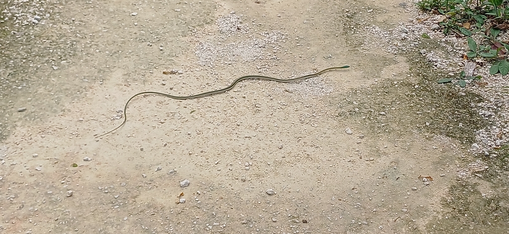 Mexican Parrot Snake from 77776 Quintana Roo, Mexico on July 12, 2024 ...
