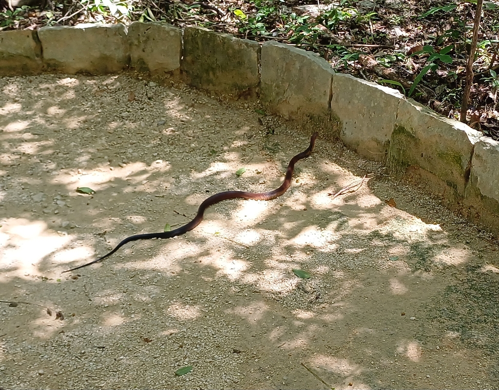 Central American Indigo Snake from 77776 Quintana Roo, Mexico on July ...