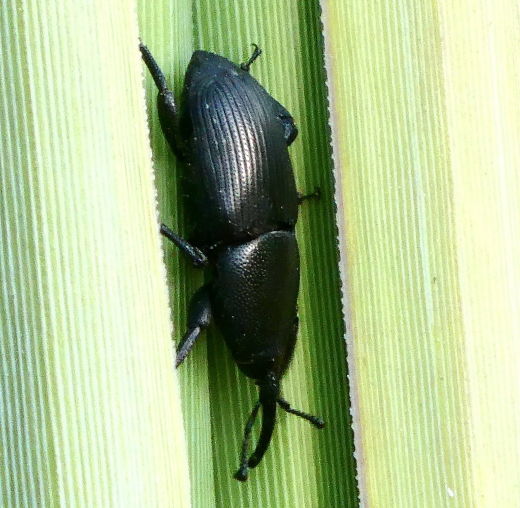 Yucca Weevil from Chatsworth, Los Angeles, CA, USA on July 12, 2024 at ...