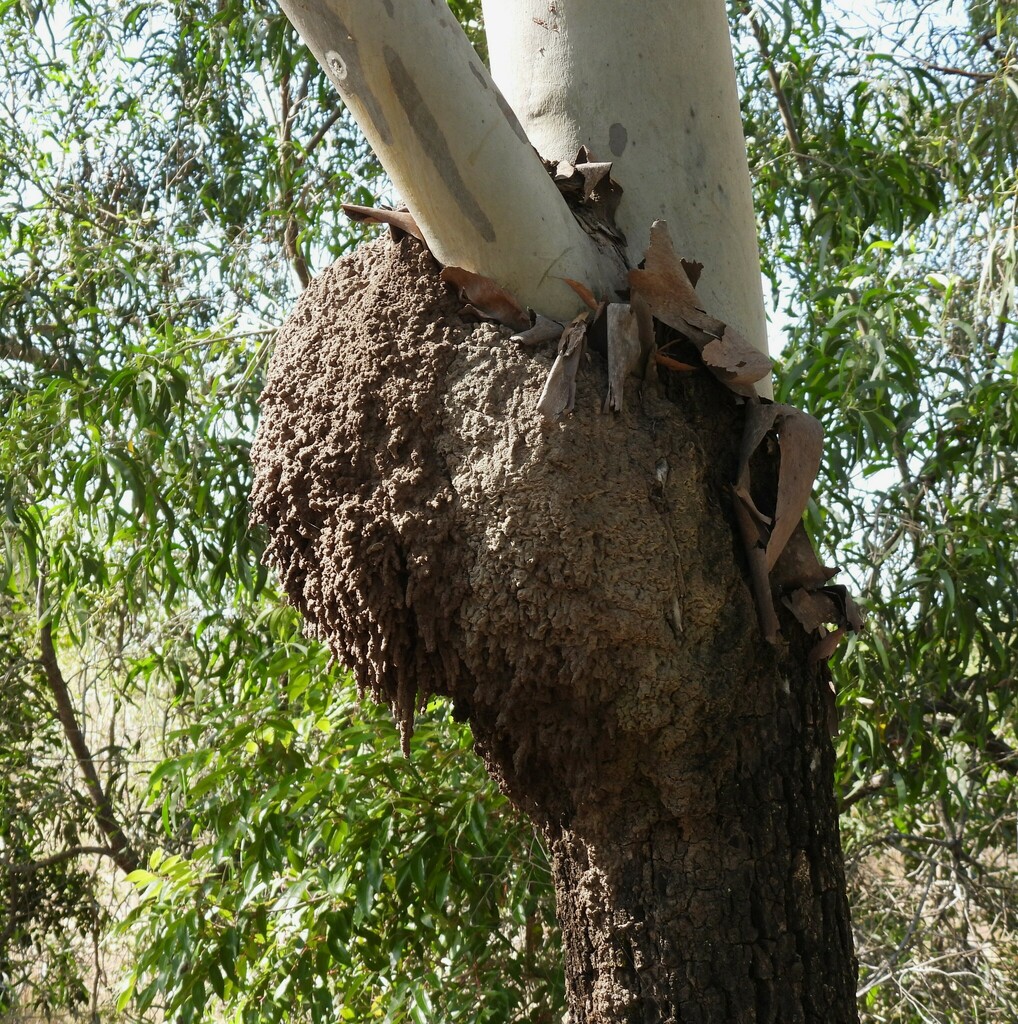 Termites from Tannum Sands QLD 4680, Australia on July 13, 2024 at 01: ...
