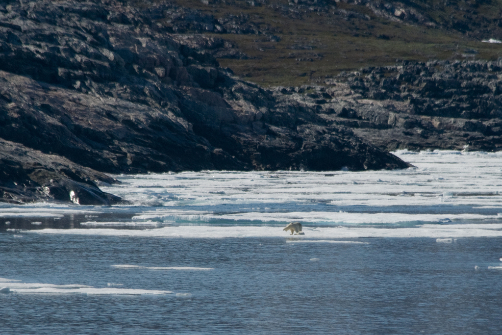 Polar Bear from Hebron, Nunatsiavut on July 9, 2009 at 08:06 AM by ...