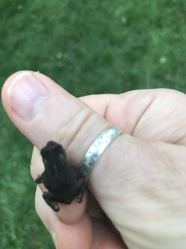 American Toad from Ingham St, Lansing, MI, US on June 22, 2024 at 05:47 ...