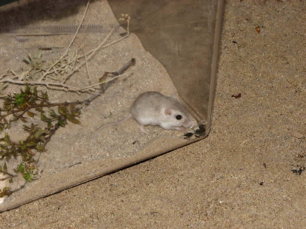 (Perognathus longimembris bangsi) - Know Your Mammals