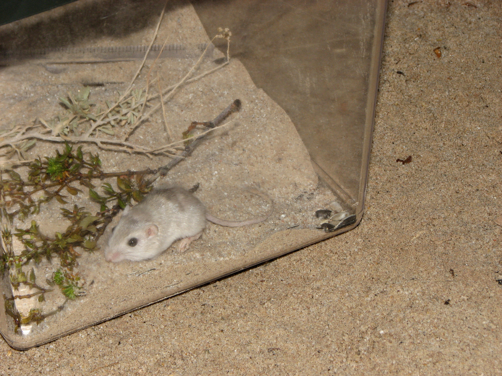 (Perognathus longimembris bangsi) - Know Your Mammals