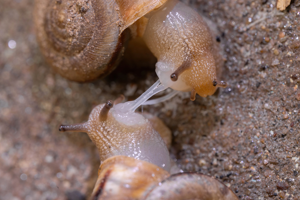 Cathaica fasciola from 中国北京市海淀区 on July 12, 2024 at 09:34 PM by Yishen ...
