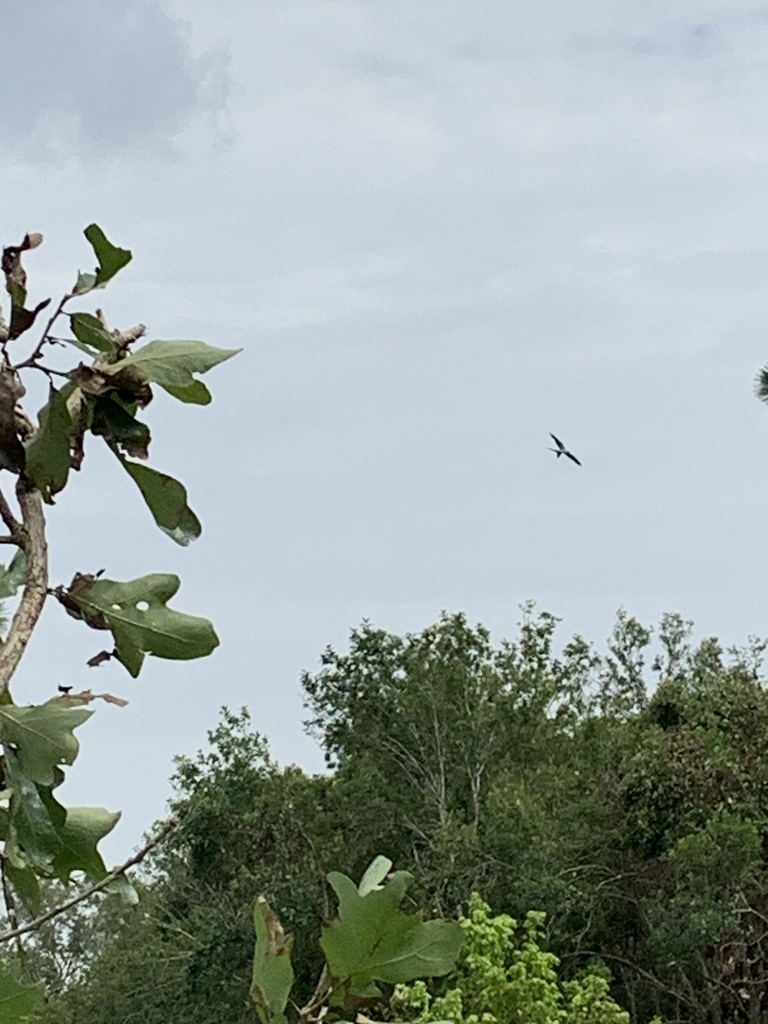 Swallow-tailed Kite from Alvin, TX, US on July 12, 2024 at 10:15 AM by ...