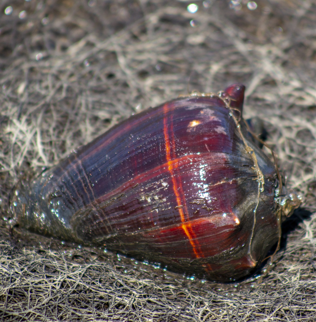 Pacific Crown Conch from Culiacán, Sin., México on July 12, 2024 at 12: ...