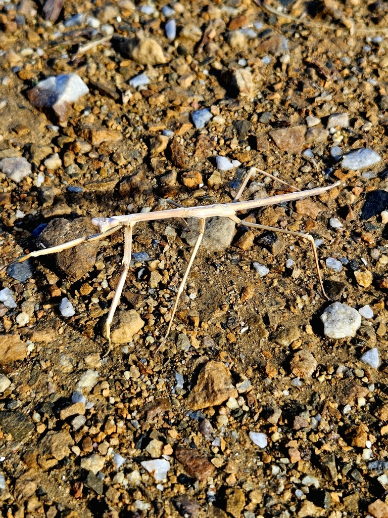 Mallee Grass Mantis from Gillman SA 5013, Australia on July 13, 2024 at ...
