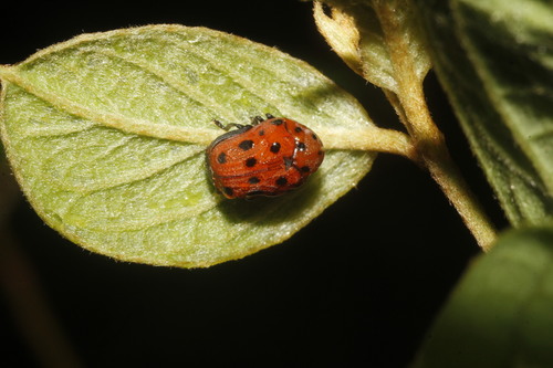 Chlamisus pardalis · iNaturalist