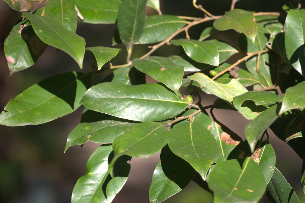 jackwood from Mapleton NP, Gheerulla QLD 4574, Australia on July 4 ...