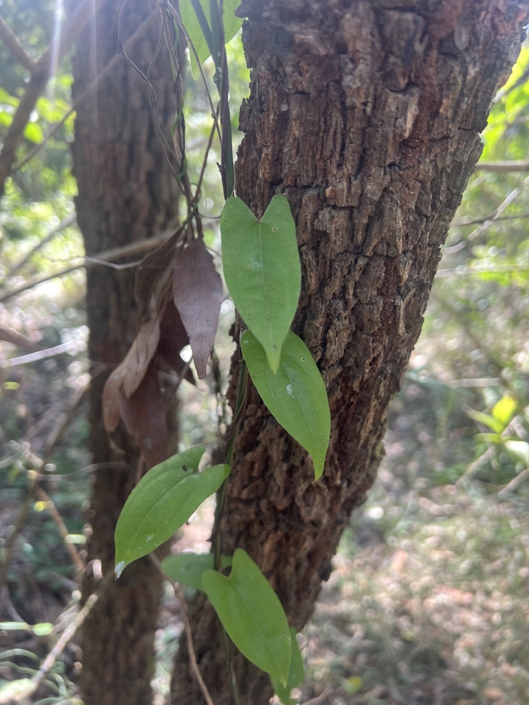 Common Yam Vine from Glenrock State Conservation Area, Adamstown, NSW, AU on July 13, 2024 at 01 ...