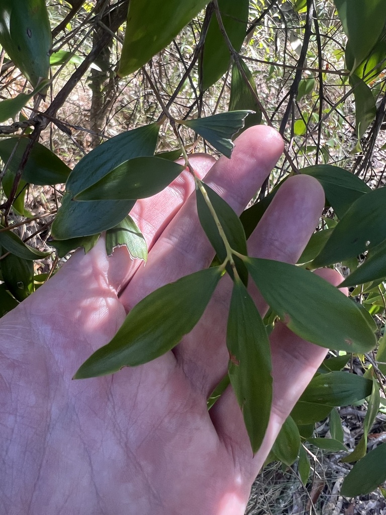 Tree Heath from Glenrock State Conservation Area, Adamstown, NSW, AU on July 13, 2024 at 01:43 ...