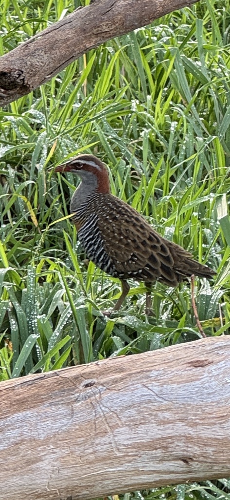 Buff-banded Rail from Red Hill Ward, Boneo, VIC, AU on July 13, 2024 at ...