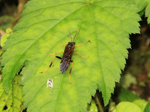 Siobla formosana · iNaturalist