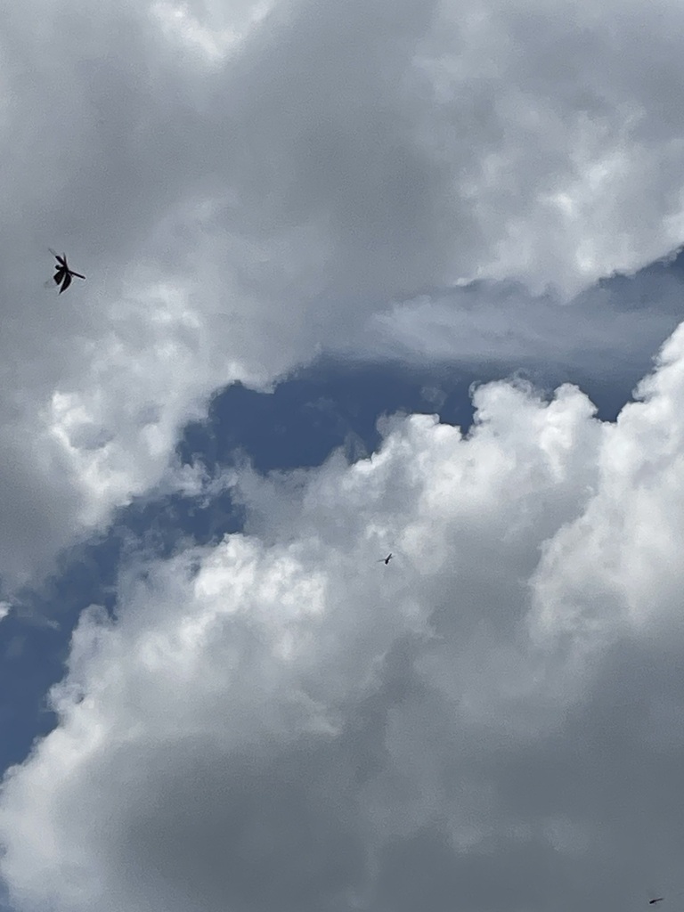 Butterfly Flutterer from 日本、〒179-0072 東京都練馬区光が丘 on July 13, 2024 at 01: ...