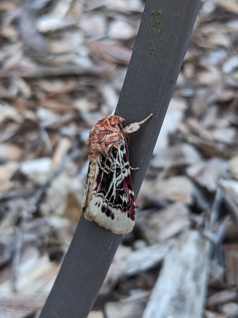 Lily Caterpillar Moth from P45G+64 Japanese friendship garden, Coffs ...