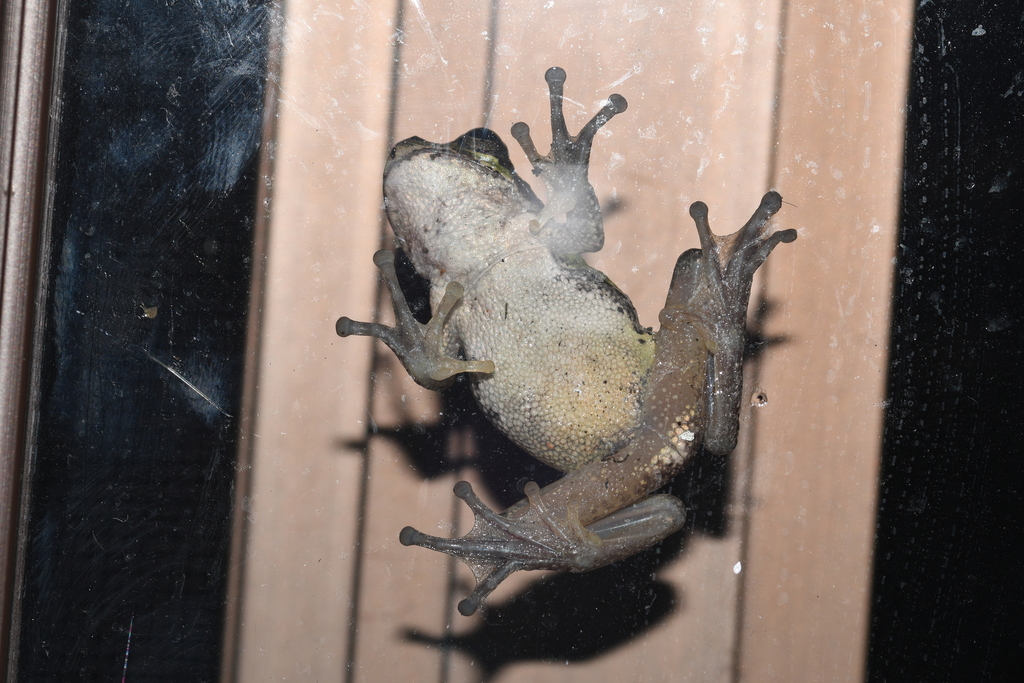 Japanese Tree Frog from Wild bird forest, Matsugasaki Maruko, Sakyo ...