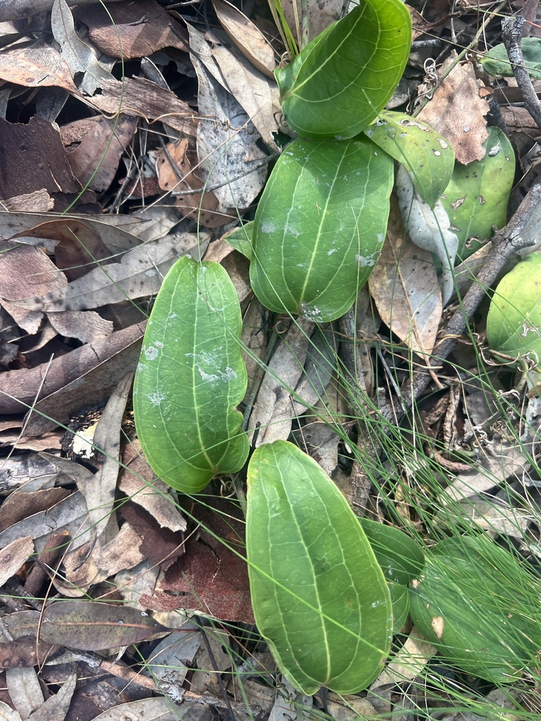 Austral Sarsaparilla from Glenrock State Conservation Area, Adamstown, NSW, AU on July 13, 2024 ...