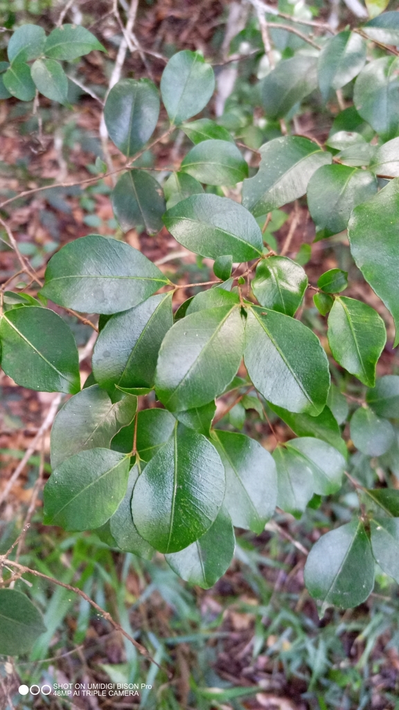 Grey Myrtle from Mothar Mountain QLD 4570, Australia on July 13, 2024 ...