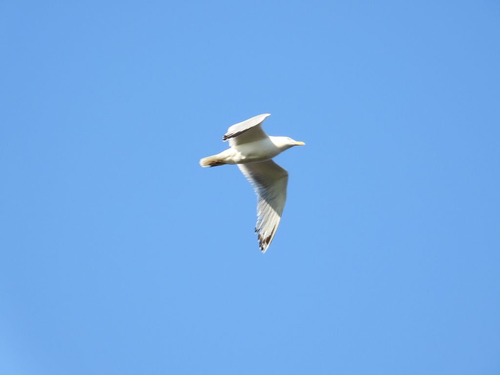 Large White-headed Gulls from Великий Новгород, Новгородская обл ...