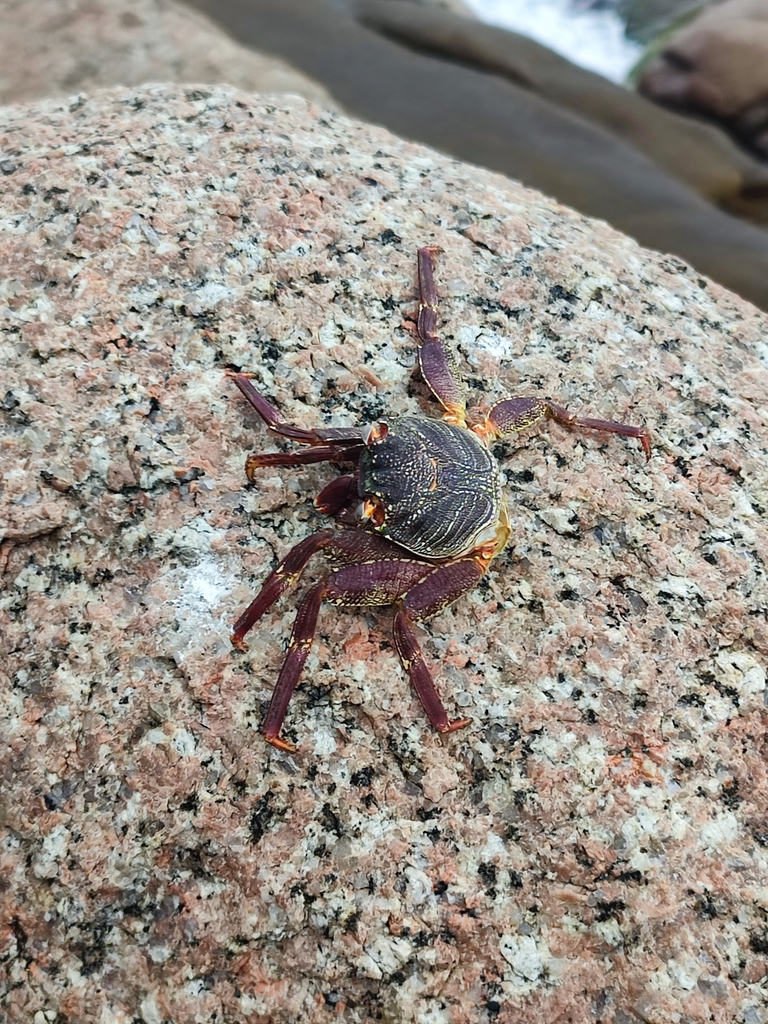 Thin-shelled Rock Crab from Grand Anse Praslin, Seychelles on July 8 ...