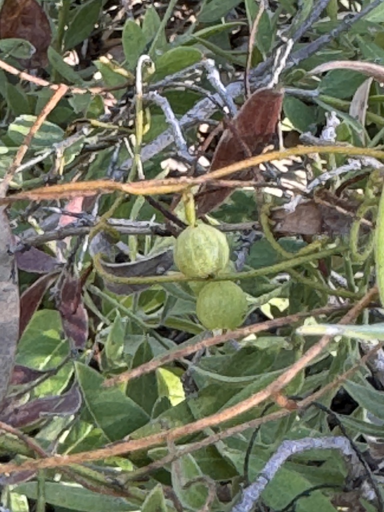 laurel dodder from Cobbold Gorge Nature Refuge, Forsayth, QLD, AU on ...