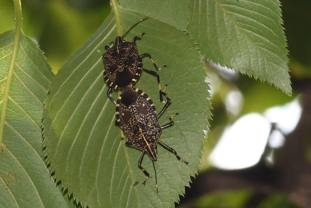 Yellow-spotted Stink Bug from Meguro City, Tokyo, Japan on July 8, 2024 ...