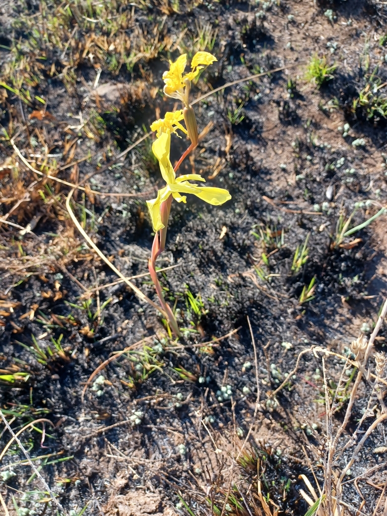 Pale Tulp from Mkhomazi Wilderness area, South Africa on July 13, 2024 ...