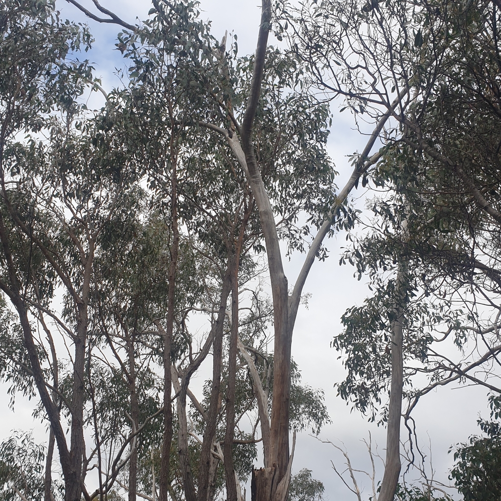 Red Stringybark from Steiglitz VIC 3331, Australia on July 13, 2024 at ...