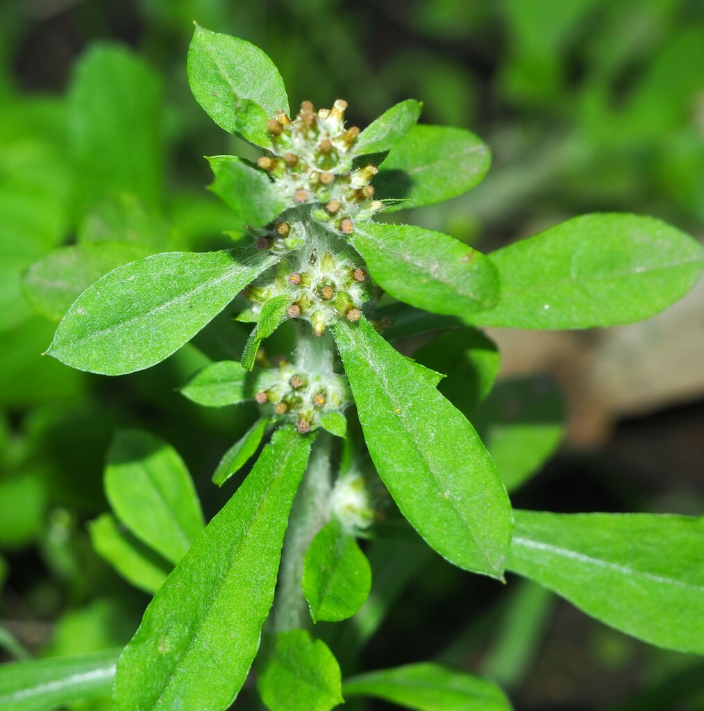 Pennsylvania Cudweed from Valla NSW 2448, Australia on July 13, 2024 at ...