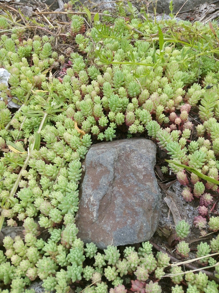 Turkish stonecrop from Ostrava, CZ-VK, CZ on June 1, 2019 at 01:52 PM ...