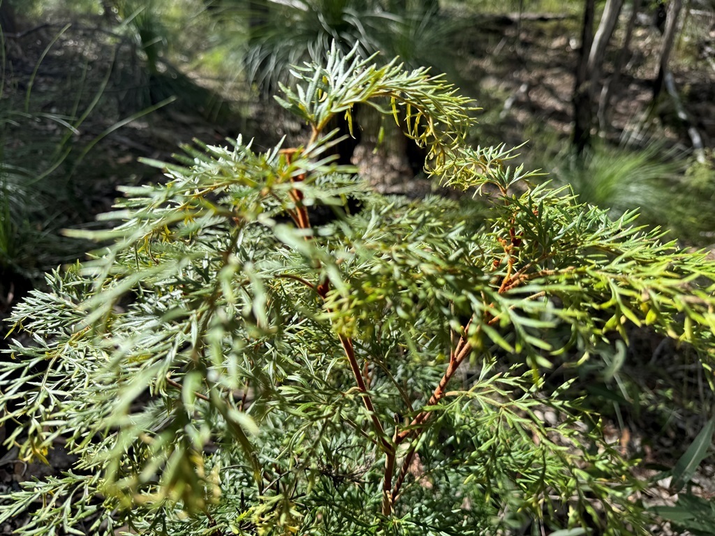 Crinkle Bush from Palmtree QLD 4352, Australia on July 13, 2024 at 11: ...