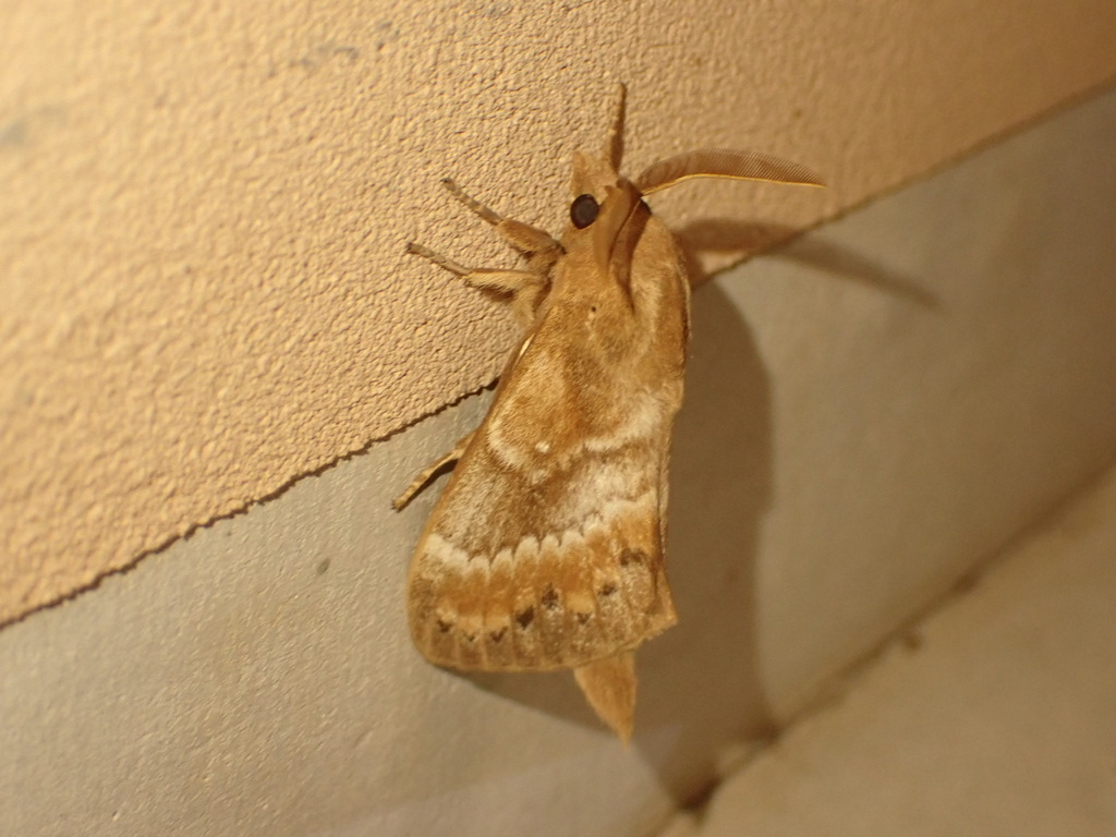 Dendrolimus spectabilis from 公立鳥取環境大学, 鳥取市, 鳥取県, JP on July 13, 2024 at ...