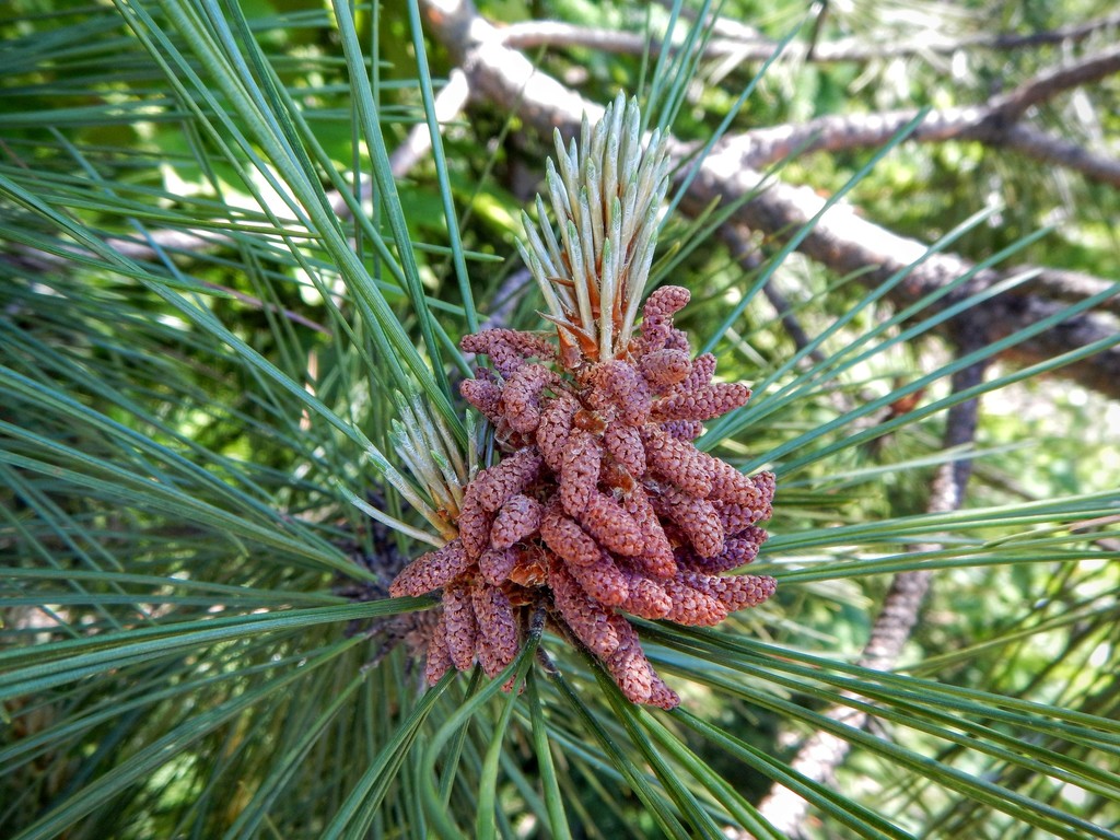 red pine from Lake County, MN, USA on June 20, 2016 at 11:49 AM by Joe ...