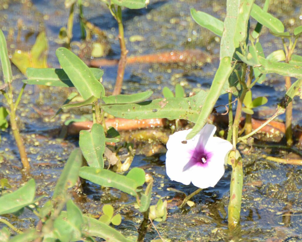 Water Morning Glory from Baines NT 0852, Australia on June 13, 2024 at ...