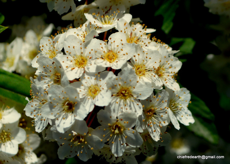 Himalayan Pear (mayal) (Flora of Chandragiri) · iNaturalist