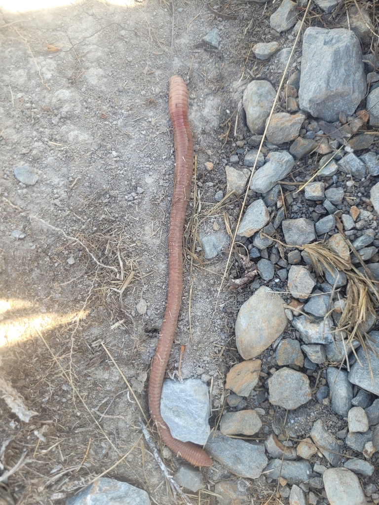 Earthworms and Allies from Kahurangi National Park, NZ-TS-TM, NZ-NE, NZ ...