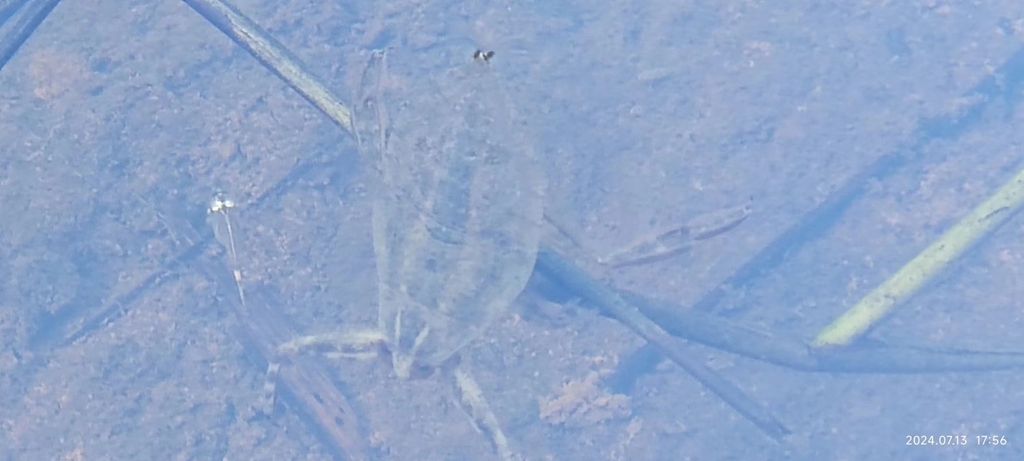 Asian Giant Water Bug from Meizhou, CN-GD, CN on July 13, 2024 at 06:17 ...