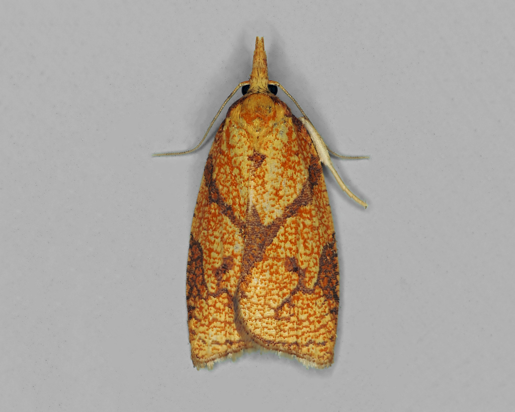 Reticulated Fruitworm Moth from Salem, NH 03079, USA on July 13, 2024 ...