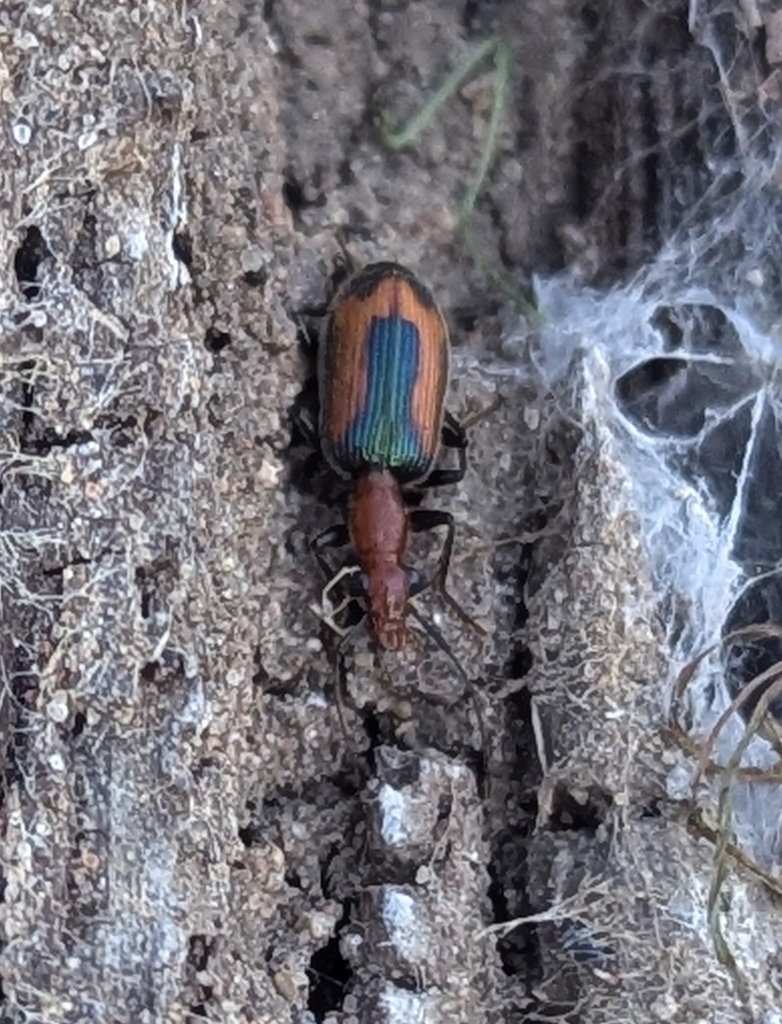 Ground Beetles from Camooweal QLD 4828, Australia on July 12, 2024 at ...
