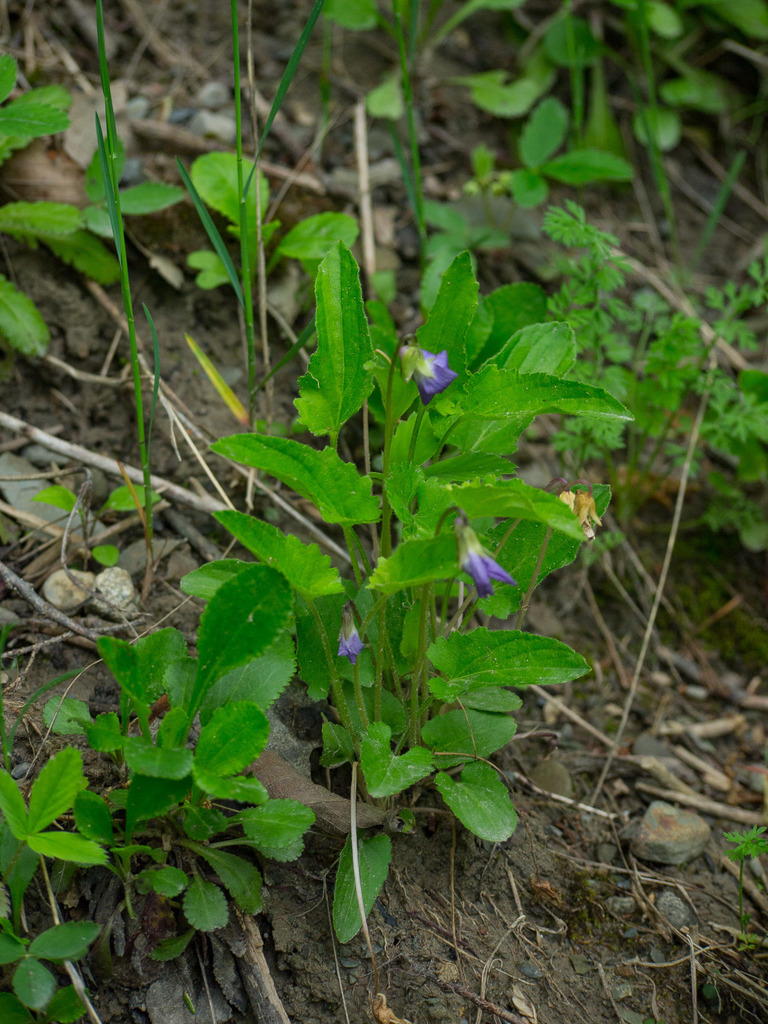 downy blue violet from Chautauqua, New York, United States on May 30 ...