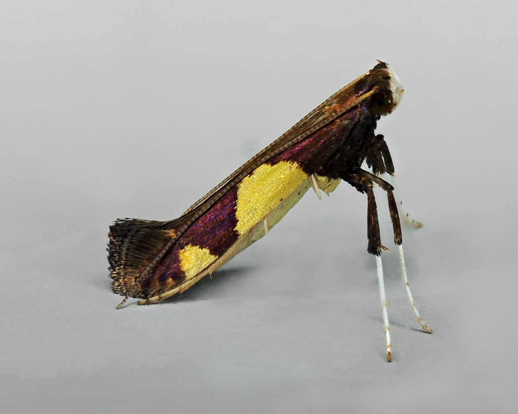 Maple Caloptilia Moth from Salem, NH 03079, USA on July 13, 2024 at 05: ...