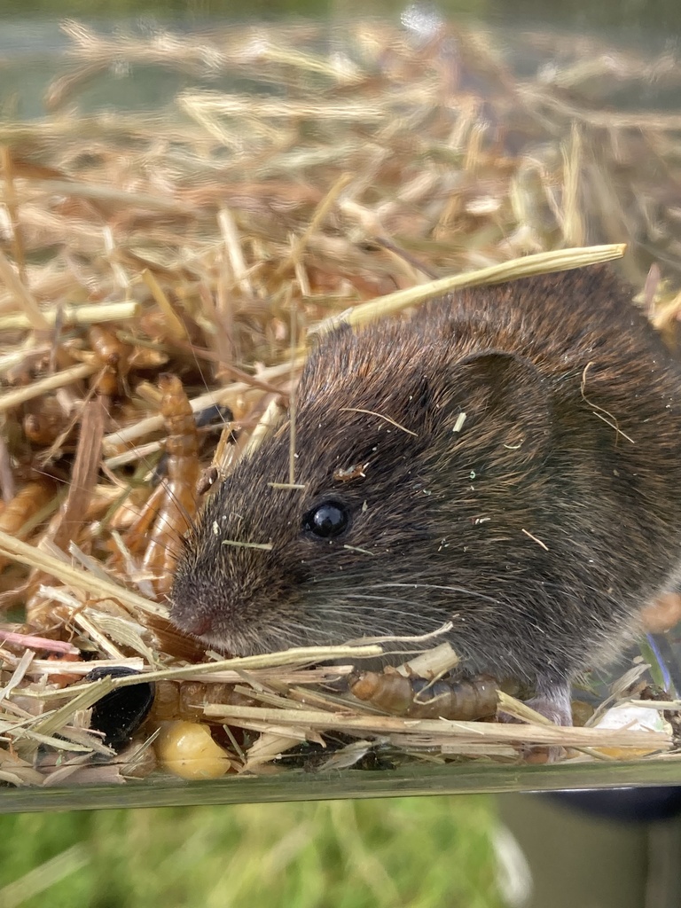Field Vole from Lunt Meadows & Wetlands Nature Reserve, Liverpool ...