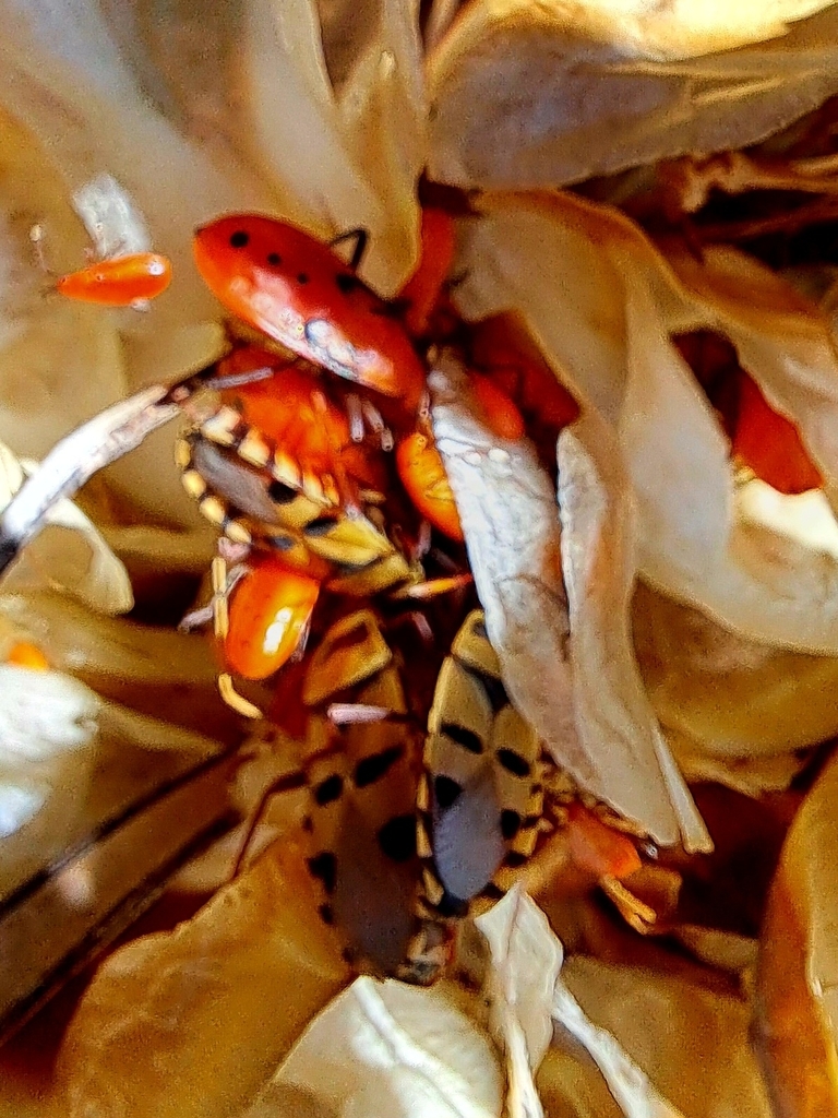 Welwitschia Bug from Kunene Region, Namibia on May 16, 2023 at 02:17 PM ...